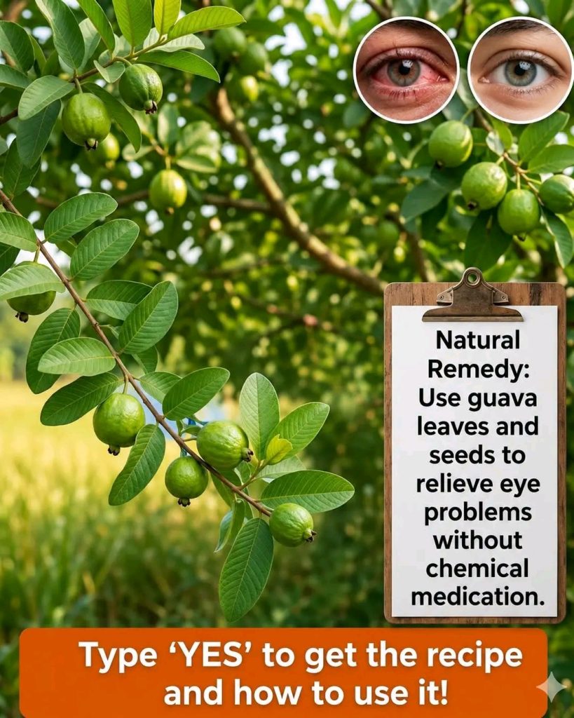 Guava Leaf Herbal Tea – Yummy Recipes